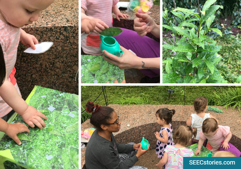 Teacher Feature: Infants Explore Tea